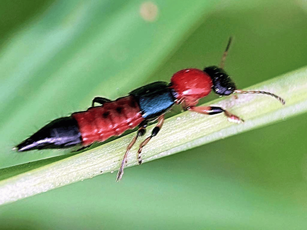 Semut Charlie: Siapa dan Apa Itu Semut Charlie? - Pemakanan Sihat